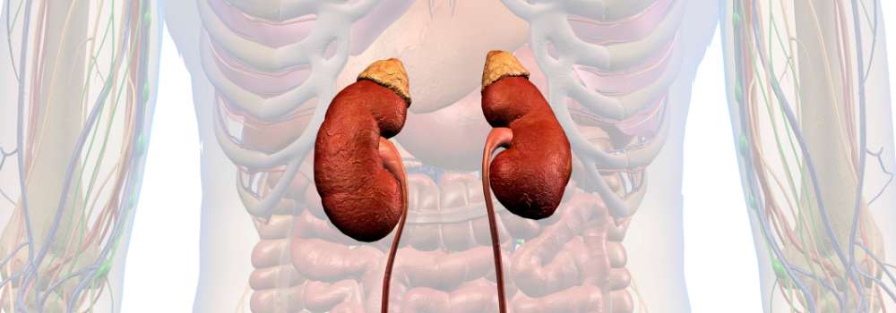 Glândulas Supra Renais Problemas: Diagnóstico E Tratamento - Cidade Viva