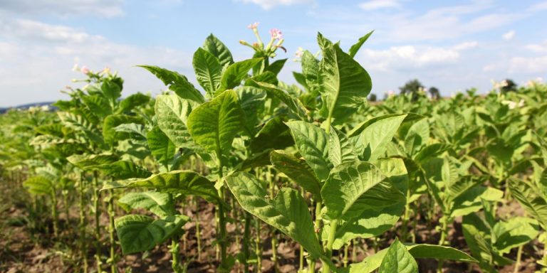 A arte de saborear tabaco de mascar fino: Guia do Connoisseur - Cidade Viva
